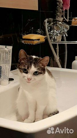 Кошка Маша