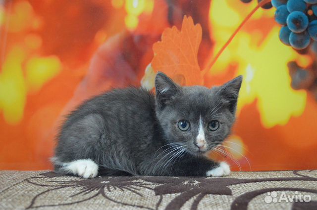 Котёнок (мальчик, 2 месяца) в добрые руки