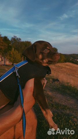 Вязка кобель чихуахуа