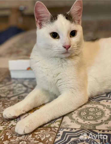 Турецкая ангора