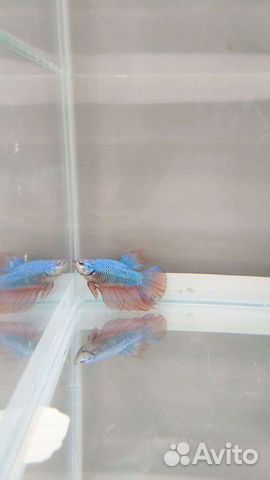 Рыбка петушок