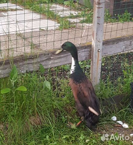 Утки индийский бегуноки