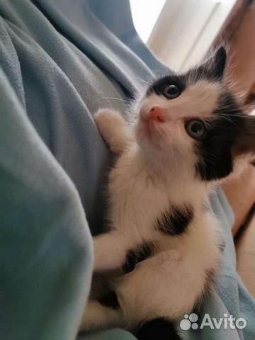 Котёнок Саймон