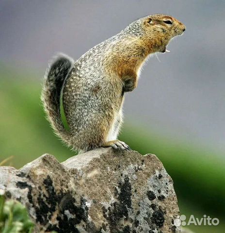 Суслик длиннохвостый