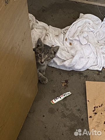 Котенок с больным глазом