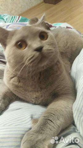 Кошка хулиганка