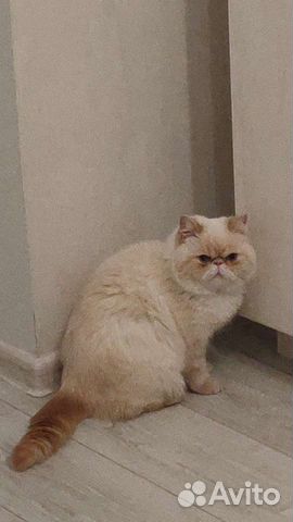 Экзотическая кошка вязка
