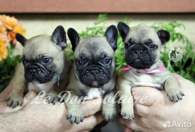 Французские бульдоги питомник РКФ