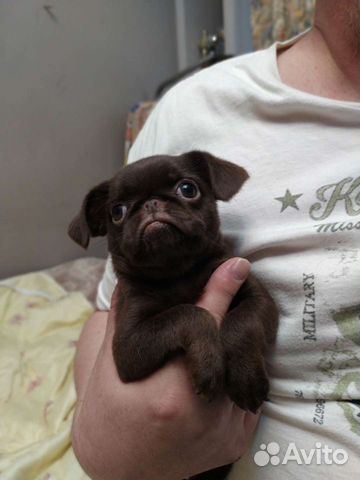 Пти брабансон шоколад