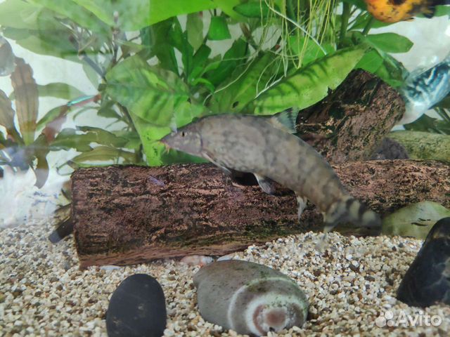 Мраморная боция