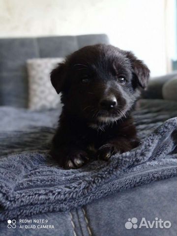 Чудесные щенята в добрые руки