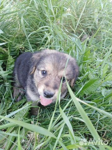 Щенки лабрадора и овчарки