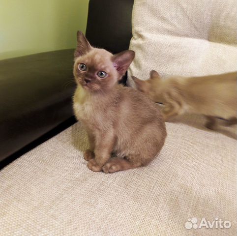 Котенок Европейская Бурма