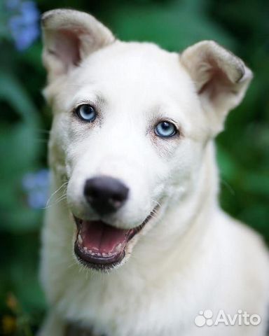 Метис хаски Ева ищет дом