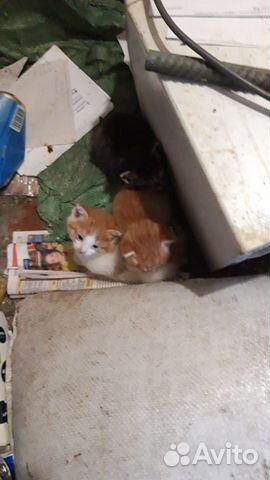 Маленькие котята на помойке ищут помощ передержку