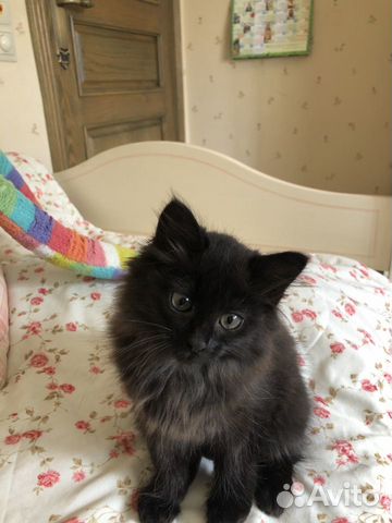 Кошечка