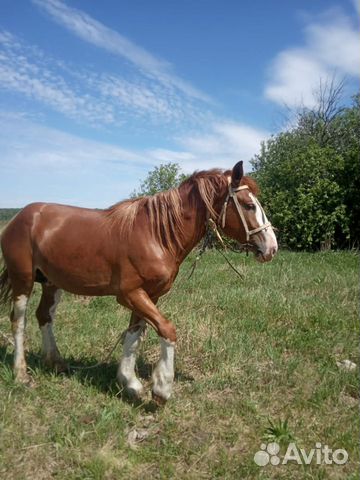 Жеребец владимирской породы
