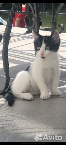 Котята в добрые руки бесплатно