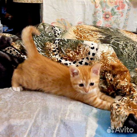 Рыжий котик