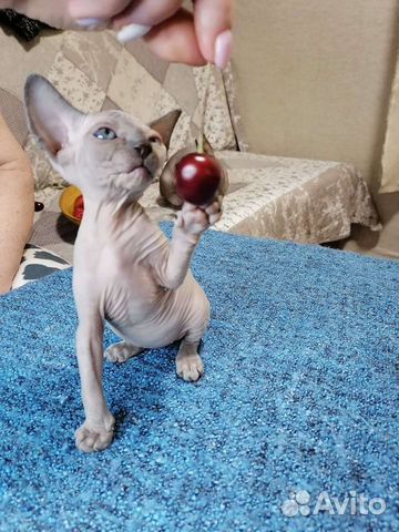 Канадский сфинкс котенок