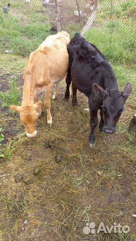 Бычек и телочка