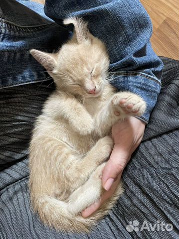 Котенок