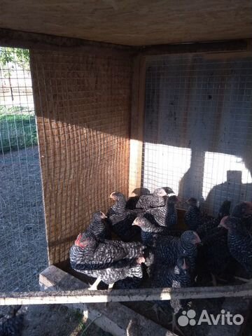 Цыплята Грис Бар