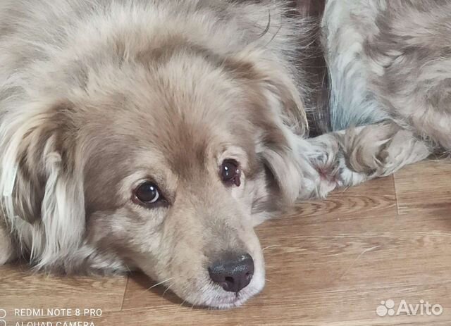 Собаки бесплатно в добрые руки