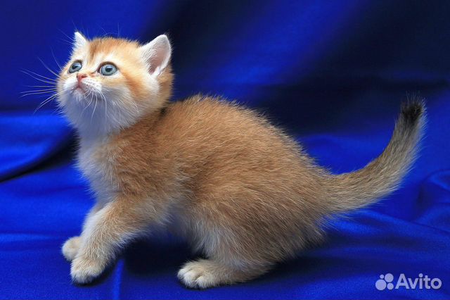 Британская золотая шиншилла