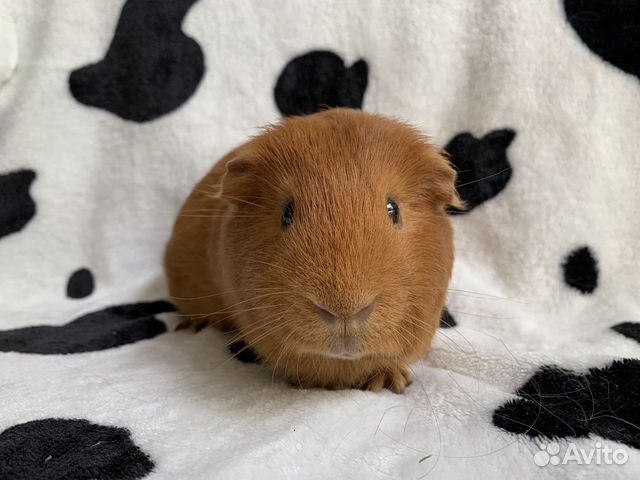 Морская свинка селф батончик
