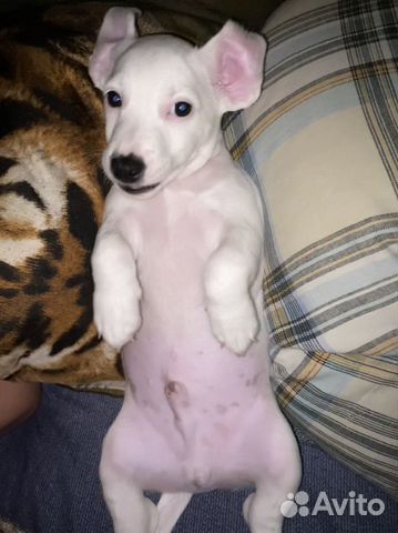 Джек рассел терьер