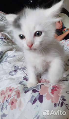 Котенок. Спасеныш ищет заботливого хозяина