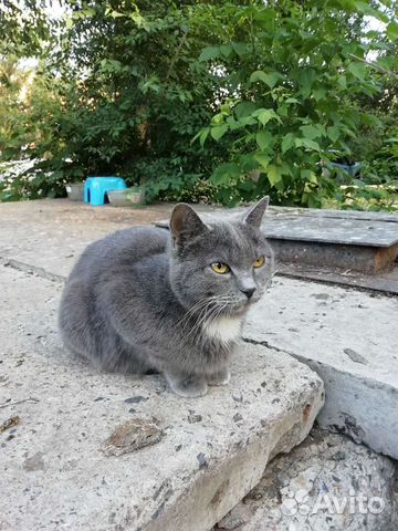 Кошка, Маруся, метис британца