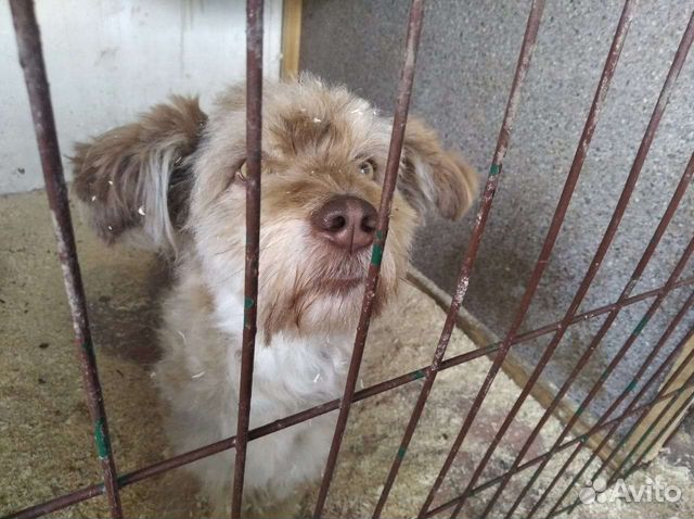 Собака болонка найдена