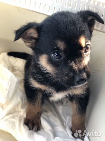 Щенок маленькой породы ищет дом