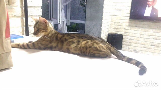 Бенгальская