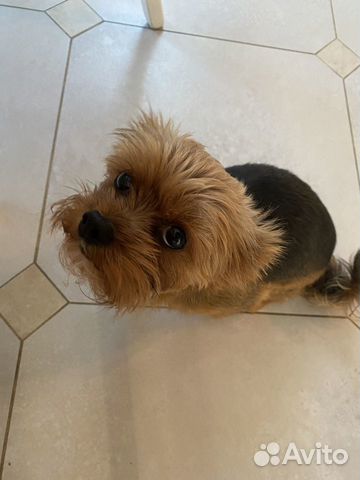 Йоркширский терьер бесплатно