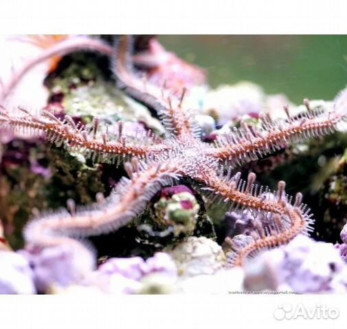 Офиура доя морского аквариума