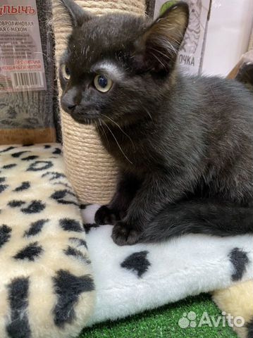 Котята в добрые руки бесплатно