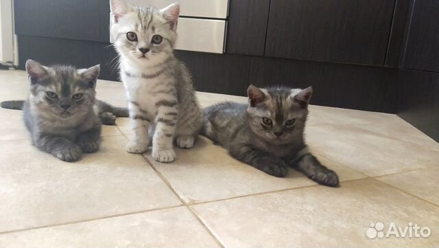 Чистокровный шотландские котята
