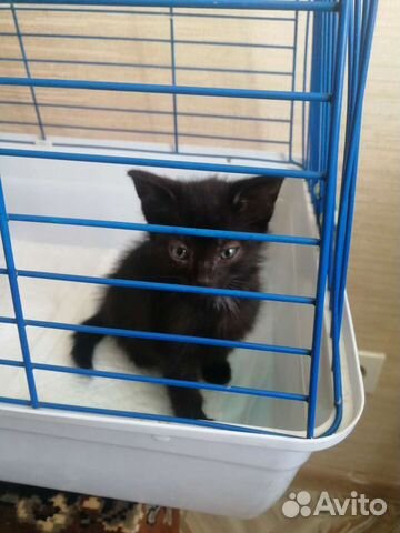 Котята