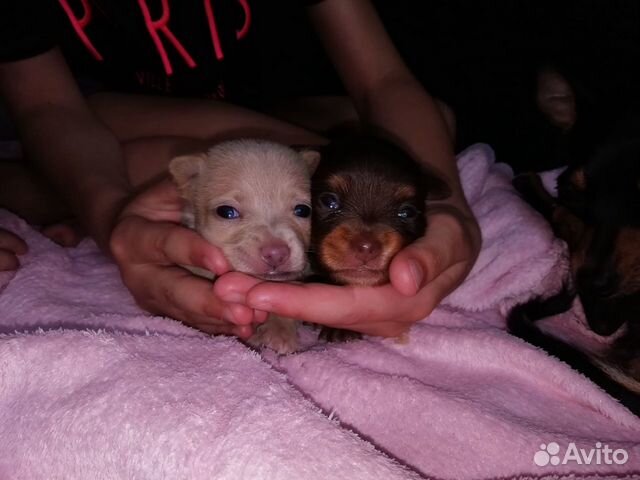 Мини той-терьер щенки продажа