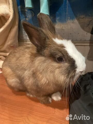 Декоративные кролики