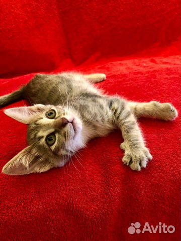 Милейшие котята 1.5мес ждут вас
