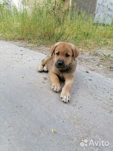 Мальчишка Геркулес ищет дом