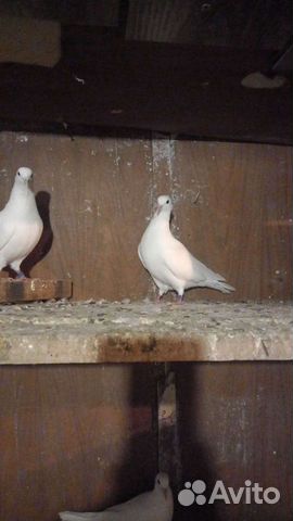 Продажа бакинских голубь