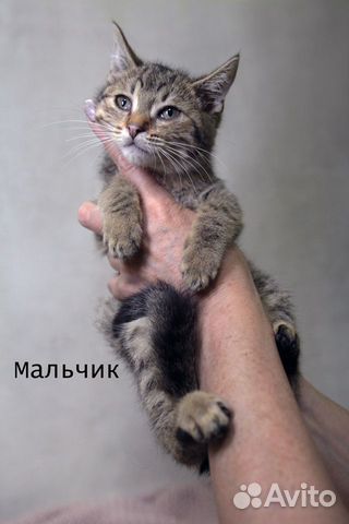 Котенок