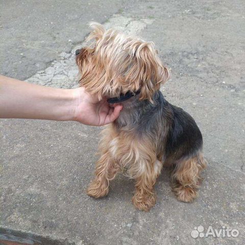 Йоркширский терьер ищет старого или нового хозяина