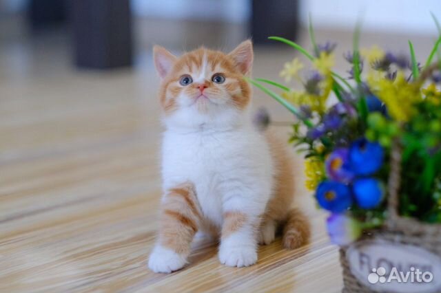 Британские Котята Шоу-класса