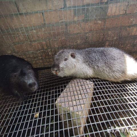 Нутрии на продажу